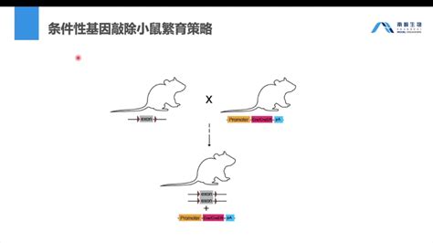 基因修饰小鼠饲养繁育及基因型鉴定策略解析 哔哩哔哩