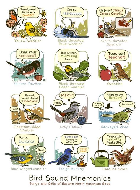 Bird Song Identifications Bird Birds Bird Calls