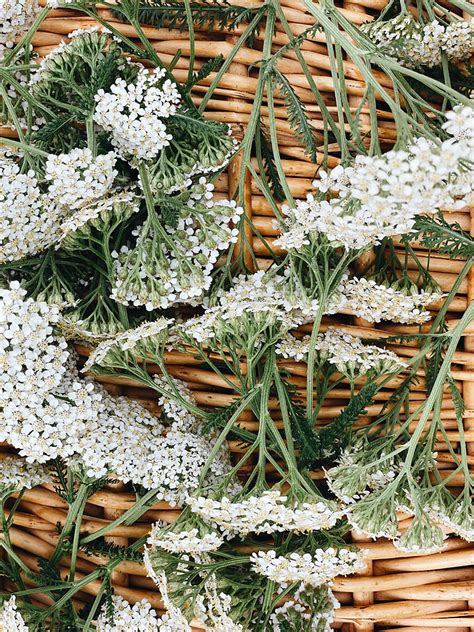 Yarrow Achillea Millefolium Monograph