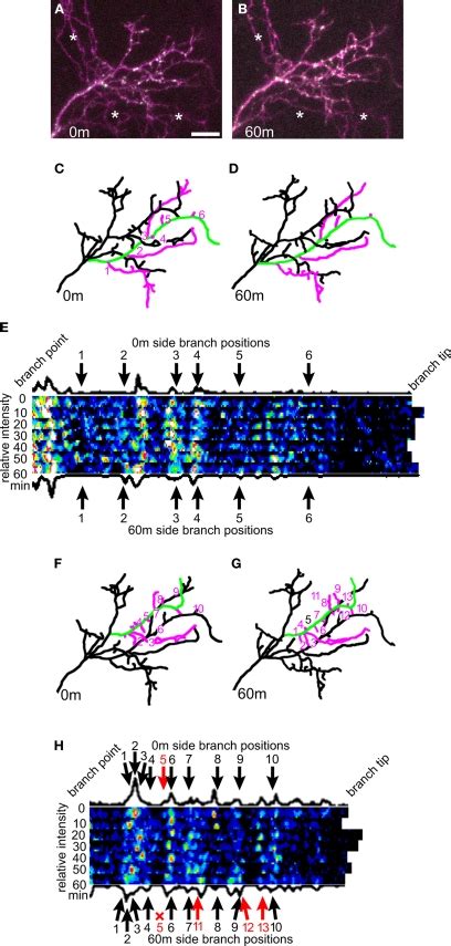 Dendritic Branching Is Not Predicted From Rnp Puncta Positions Ab