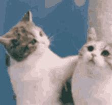 Cat Licking Pussy S Tenor