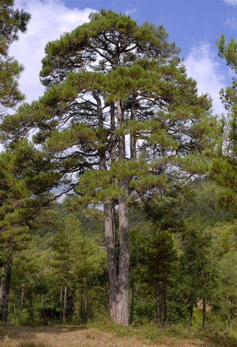 El Pino Pinus Pertenece Al Grupo De Las Coníferas Y Habita En Bosques