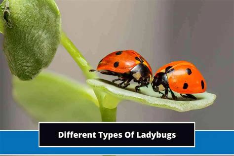 17 Different Types Of Ladybugs With Photos