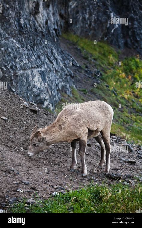 Female Bighorn Sheep Ovis Canadensis Grazing Jasper Alberta Canada