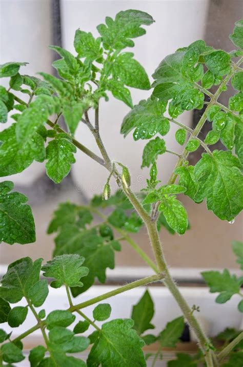 Tomato Plant Growing In A Kitchen Garden Healthy Green Foliage Buds