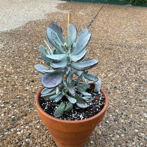 Assorted Cotyledon Plant Care Water Light Nutrients Greg App 🌱