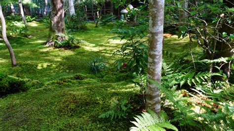 Gioji Temple Enjoy Kyoto Night And Day