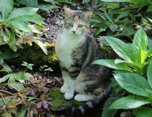 Calico Kitten Free Image Peakpx Calico Kitten Free Image Peakpx