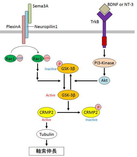 Crmp 脳科学辞典