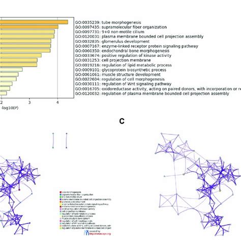 Functional Enrichment Analysis A Bar Graph Of Enriched Terms B