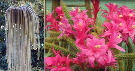 Rat Tail Cactus How To Grow And Care For Aporocactus Flagelliformis