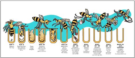 Queen Honey Bee Life Cycle Prevent Colony Loses Understand The Life