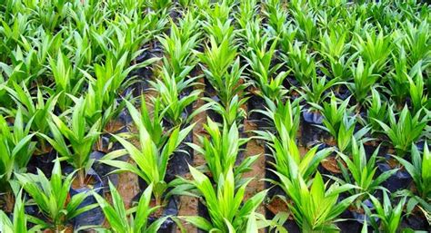 Terbukti Ini Cara Merawat Bibit Sawit Agar Cepat Besar