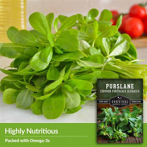 Purslane Heirloom Summer Green Seeds Survivalgardenseeds