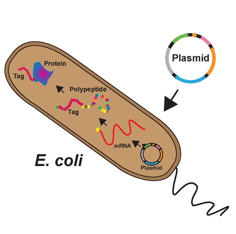 Dna Cloning Bacterial Expression Apheon Bioscience