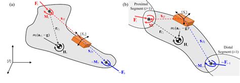 Figure 1 From Wearable Inertial Sensors Based Joint Kinetics Estimation