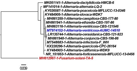 Phylogenetic Tree Generated From Mp Analysis Based On Its Sequence Data Download Scientific