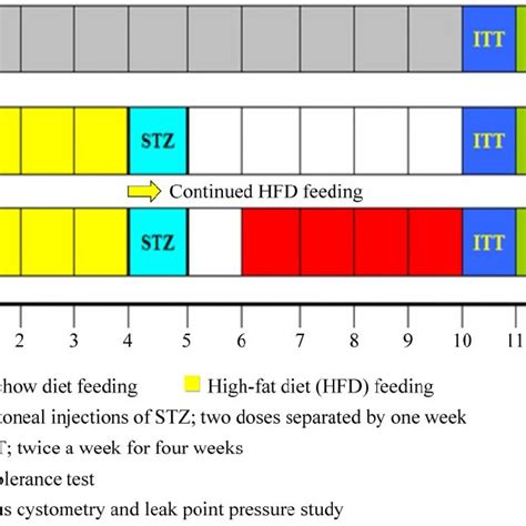 Time Flow Chart Sw Shock Wave Stz Streptozotocin Itt Insulin