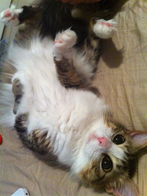 My Girlfriends Cat Dobby R Aww