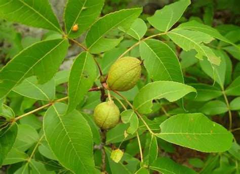 18 Types Of Hickory Trees Pictures And Leaves Identification
