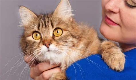 Siberian Cat Weight By Age Full Guide My British Shorthair