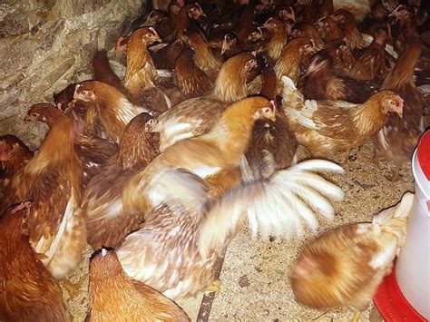 Kuřice Isa Brown A Dominant Píšť Opava Prodám Chovzvířat Cz