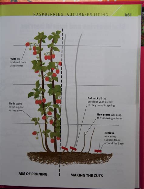 How To Prune Raspberries Artofit