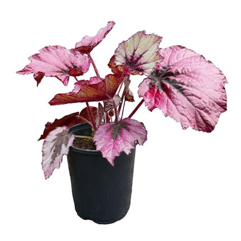 25 Qt Rex Begonia Ruby Slippers Annual Plant With Pink Flowers 1 Pack