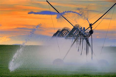 Farming Sprinklers In Field Irrigation And Watering Of Crops Pivots