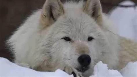 Japanese Man Had A Wish To Look Like A Wolf This Is How He Made It