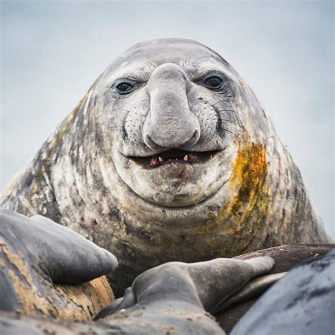 Elephant Seal Runcannyvalley