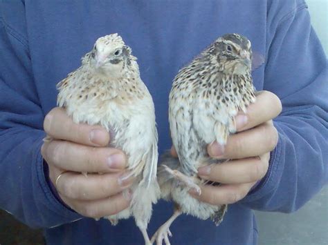 Finca El Celemin Sexaje De Codornices