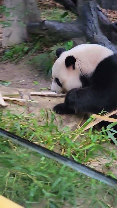 먹는팬다 Youtube