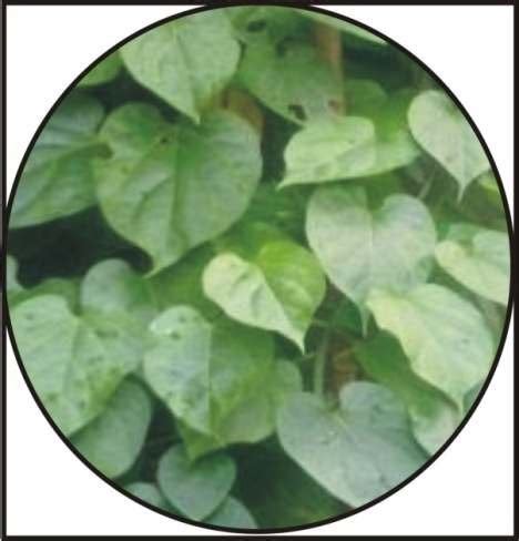 Photograph Of Fresh Leaves Of Piper Guineense Download Scientific Diagram