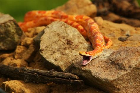 Corn Snakes Natures Harmless Helpers