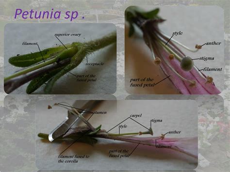 Ppt Petunia Sp Powerpoint Presentation Free Download Id2084788