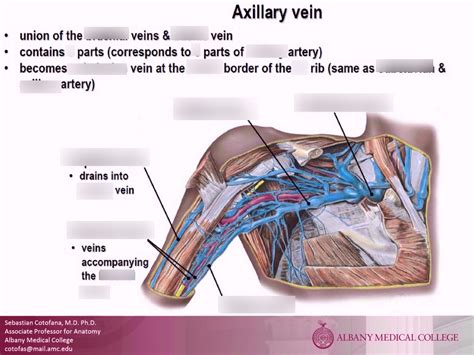 Valves In Axillary Veins At Nicole Webber Blog
