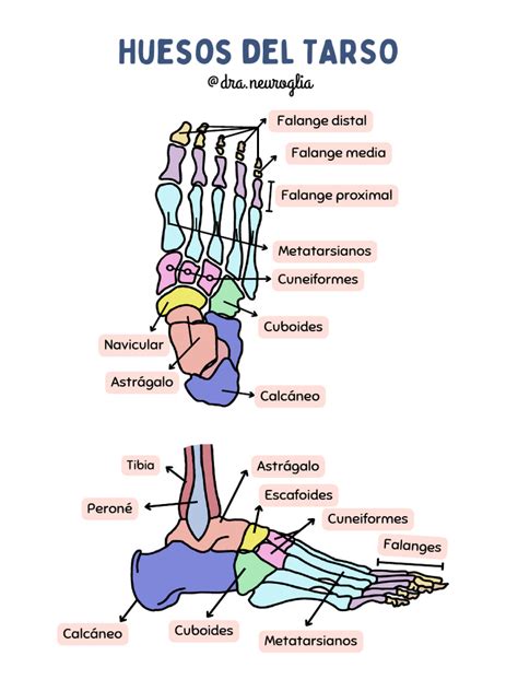 Huesos Del Tarso Anatomía Y Función Pdf Pie Anatomía Humana
