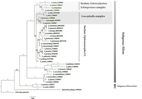 Bayesian Phylogenetic Tree Of Silene Species Based On Cpdna Sequences
