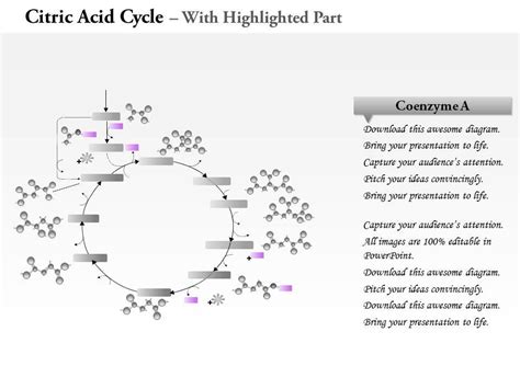 Citric Acid Cycle Medical Images For Powerpoint Powerpoint