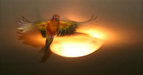 Sun Conure In Flight Imgur