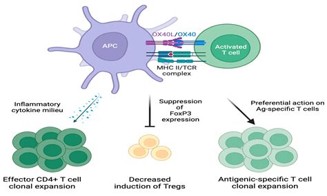 An Ox Traordinary Tale The Role Of Ox40 And Ox40l In Atopic Dermatitis