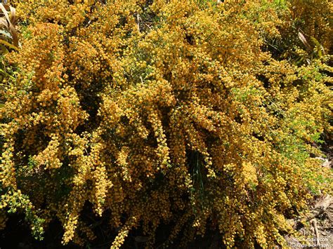 Wattle Tree Moon