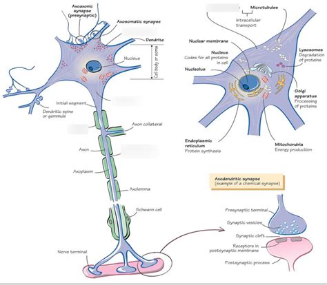 Specialised Features Of A Neuron Diagram Quizlet