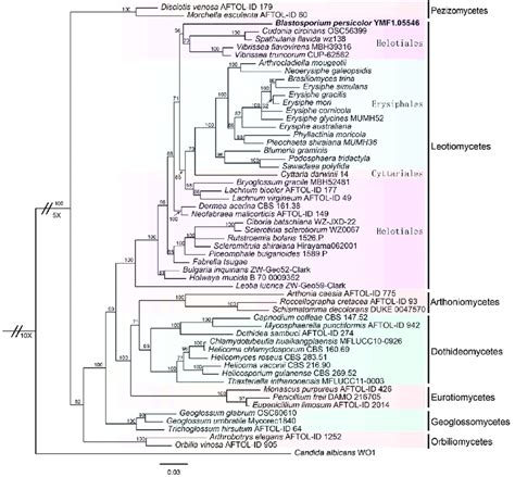Phylogenetic Tree Based On Bayesian Analysis Of The Combined Lsu And