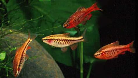 Cherry Barbs Detailed Guide Care Diet And Breeding Shrimp And