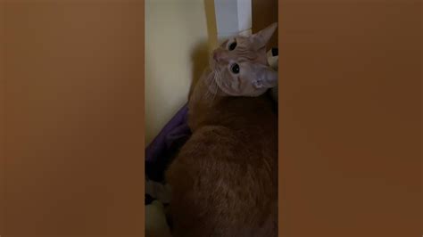 Cattttt Youtube