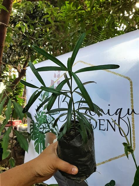 🌻 Arius Tree Batanes Tree 🌻 📌📌75 Botaniques Garden Facebook