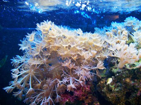 Gratis Afbeeldingen Onderwater Koraalrif Ongewerveld Rif Leven Aquarium Cnidaria