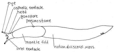 Banana Slug Digestive System